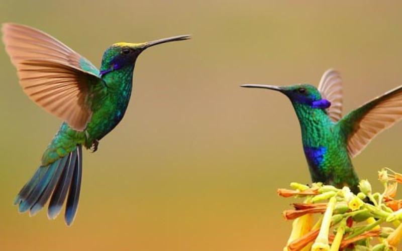 Perú es líder mundial con la mayor diversidad de aves del planeta | SINIA