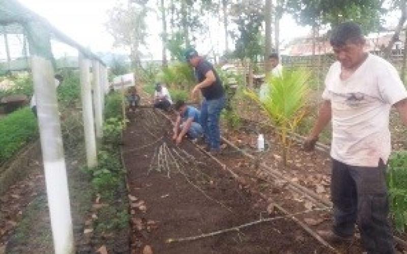 El Grupo impulsor de Bambú realizo un sembrado de esquejes en el vivero ...