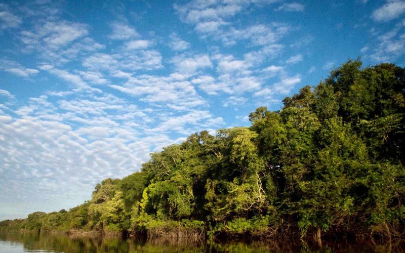 Amazonas, la región que más redujo la deforestación de bosques ...